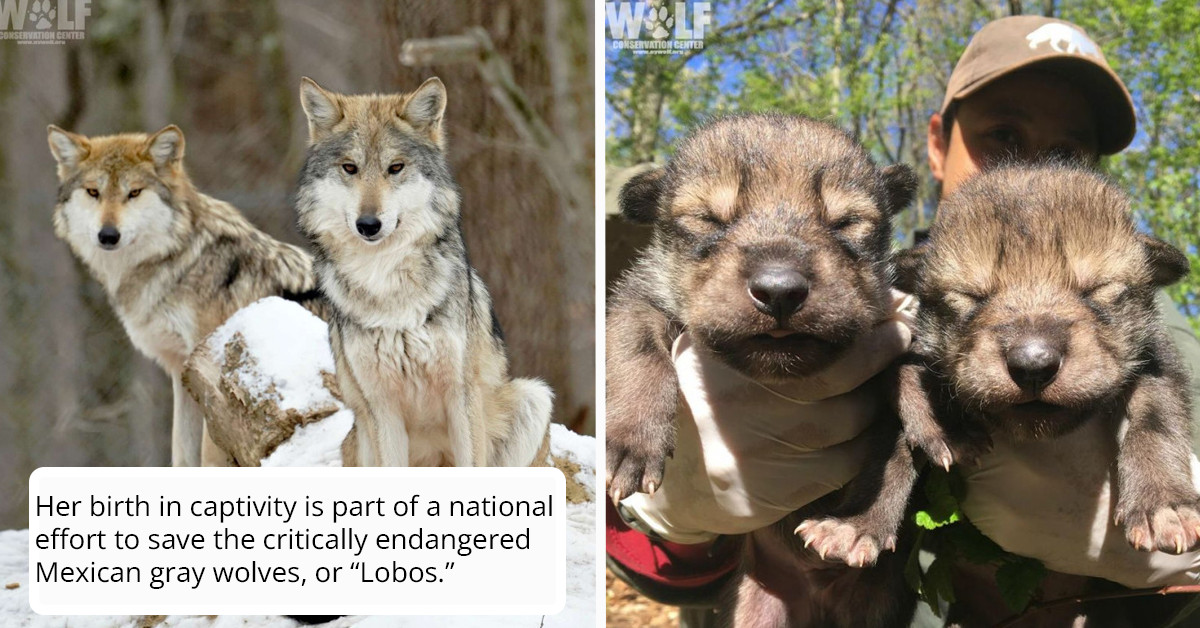 Mama Wolf Cuddling Pup Caught On Camera And It's Too Darn Adorable