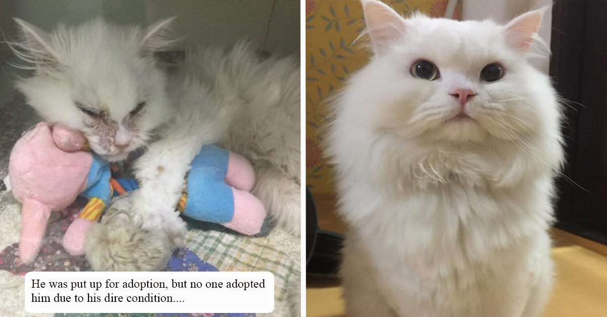 Inspiring Glow Up Of This Cat Who Started Out In Life Being Very Ill