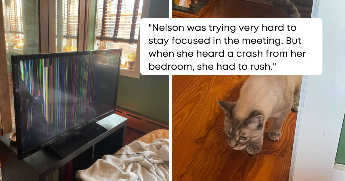 This Little Kitty Caused Unbelievable Scale Of Destruction In Her Mom's ...