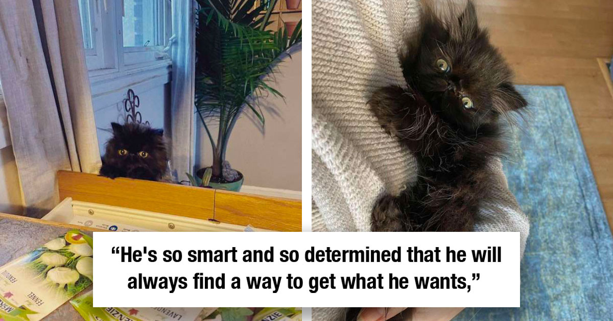 Kitten Finds The Cutest And Most Creative Way To Sneak A Peak Of His ...