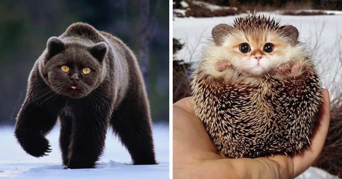 This Is What Everything Would Look Like If It Had A Cat's Face And It's ...