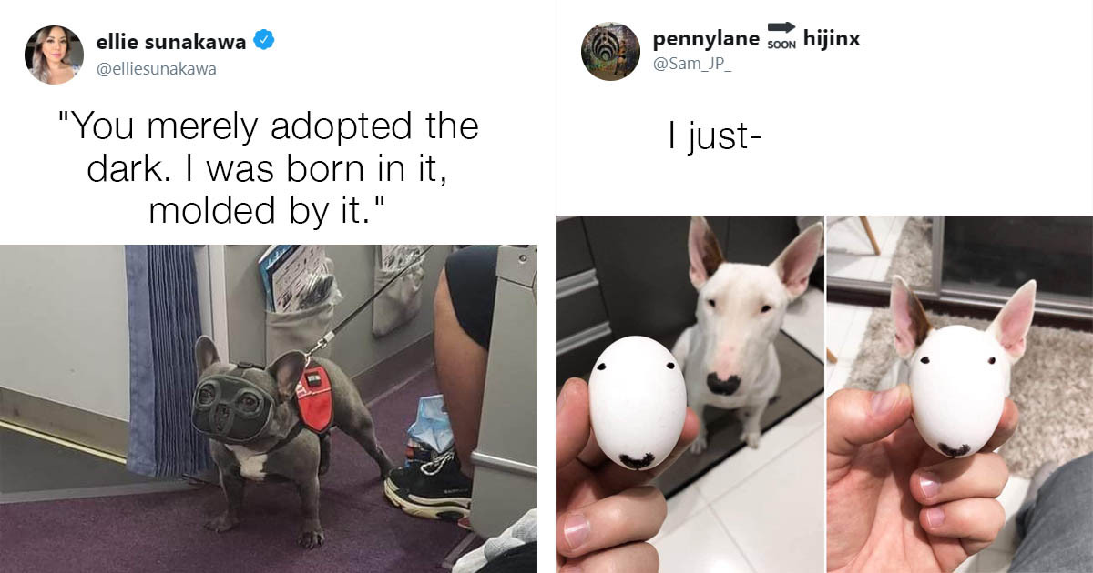 14 Of The Best Animal Tweets To Make Your Day