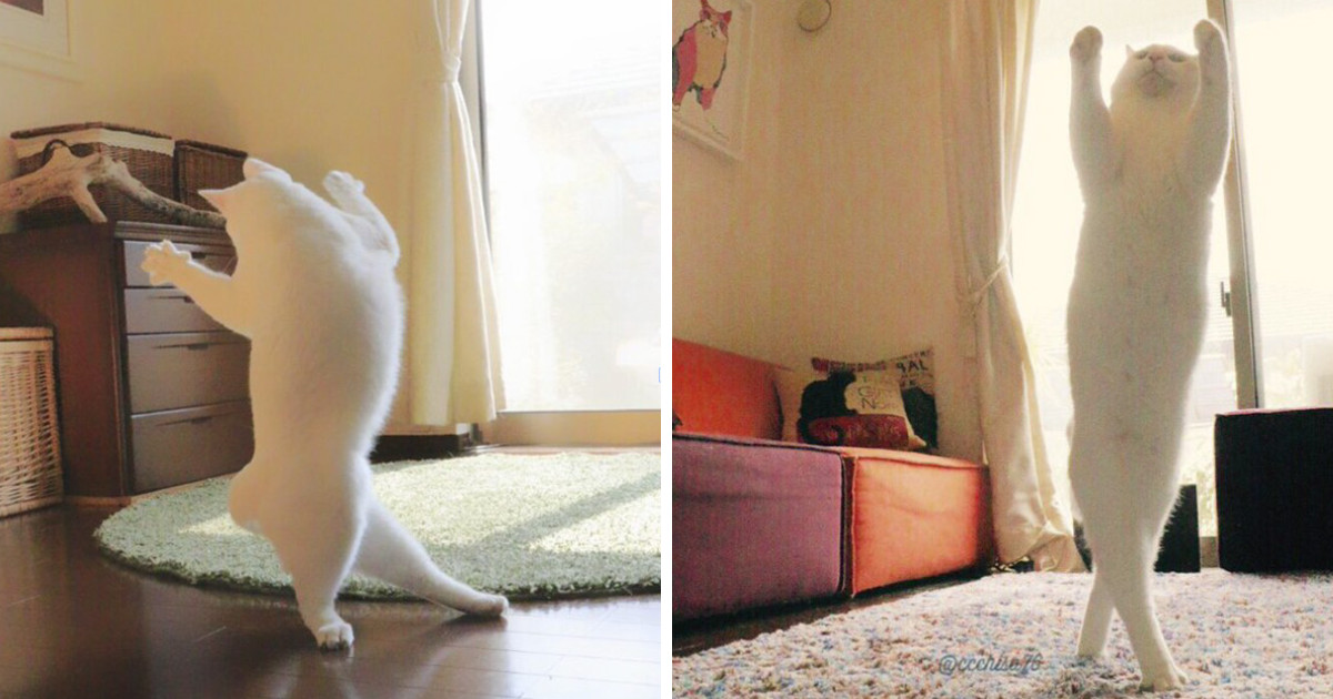 This Cat Is Known For Its Ballerina Skills And Dances Like Nobody Is ...
