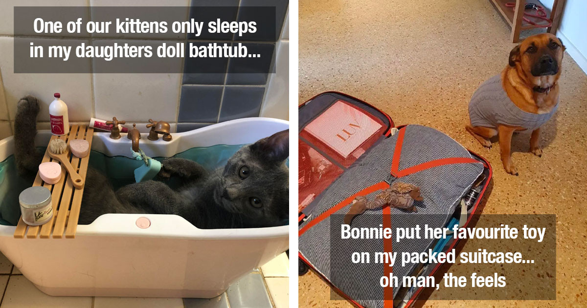 Pets That Seriously Believe That They're Humans And It's The Cutest ...