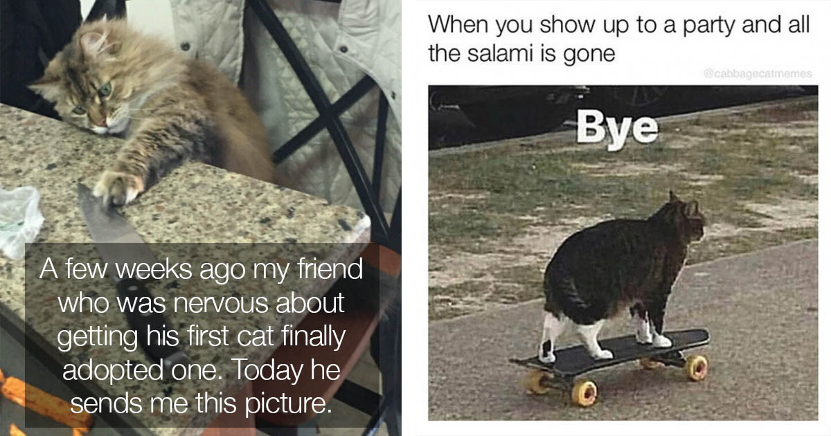 Hysterical Kitty Cat Memes Guaranteed To Make You Chuckle