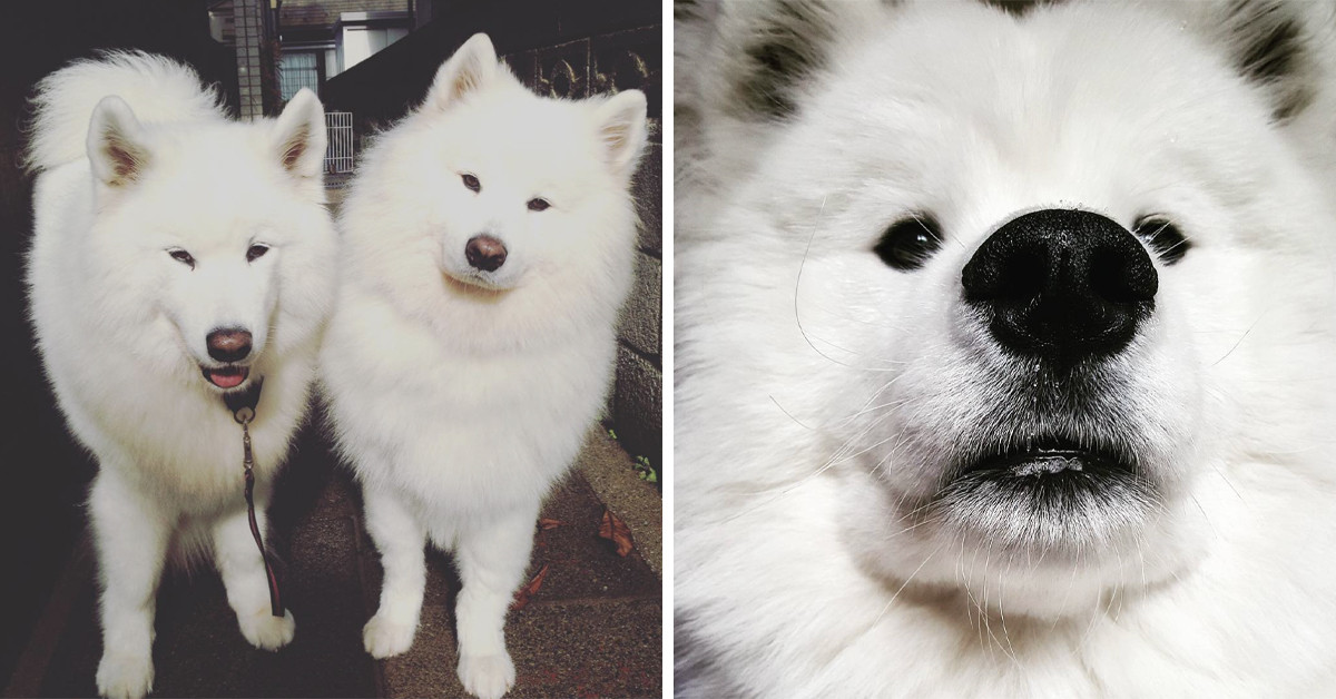18 Pictures Of Samoyeds That Will Make You Want To Get One Of These ...