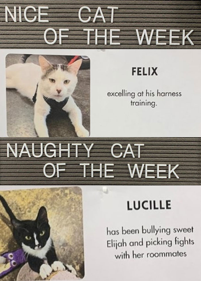 23 Pictures Of Rescue Kitties Who Made It On The Weekly Nice And Naughty