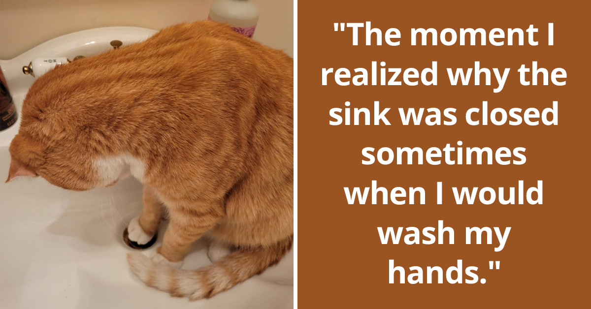 16 Hissterical Posts About Cats Being Cats, As Shared By Their Pawrents ...