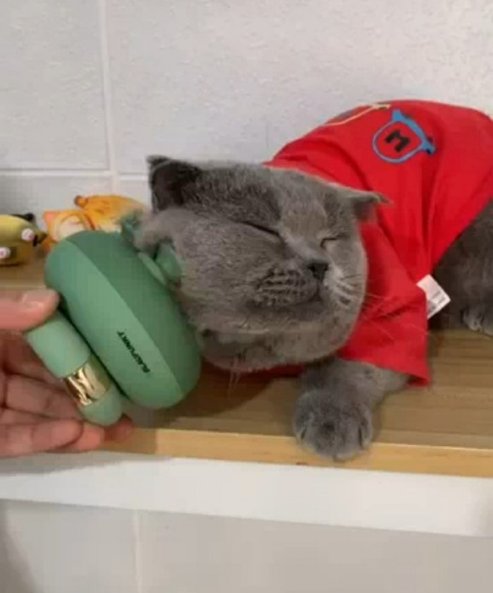 Viral TikTok Video Showing A Cat’s Heartwarming Response To Getting A ...