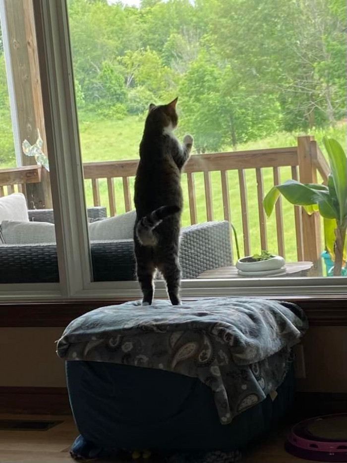 16 Hissterical Posts About Cats Being Cats, As Shared By Their Pawrents ...